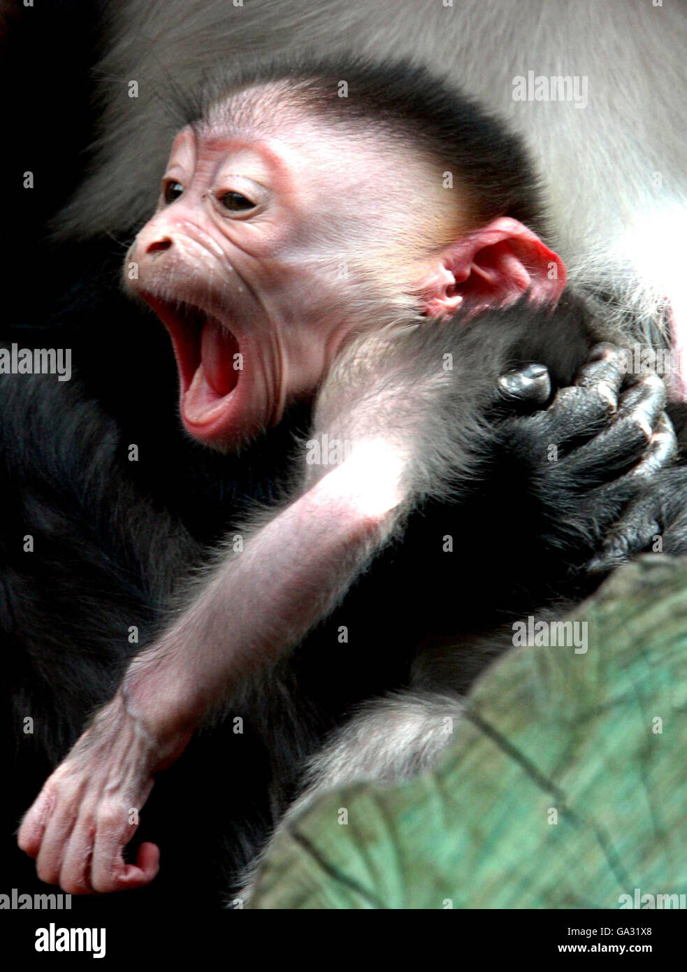 Baby monkey at Colchester zoo. A two-day-old Cherry-crowned Mangabey ...