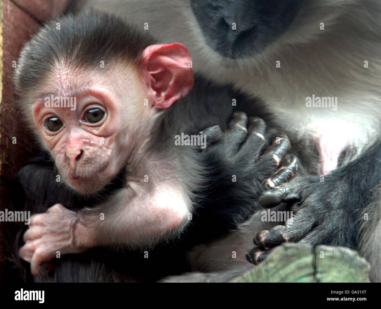 Baby monkey colchester zoo hi-res stock photography and images - Alamy