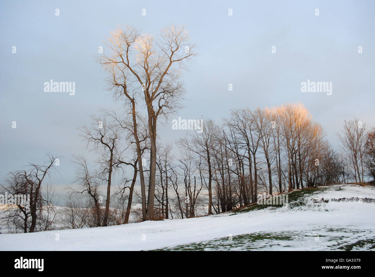 Sun hitting tops of bare trees in winter Stock Photo - Alamy