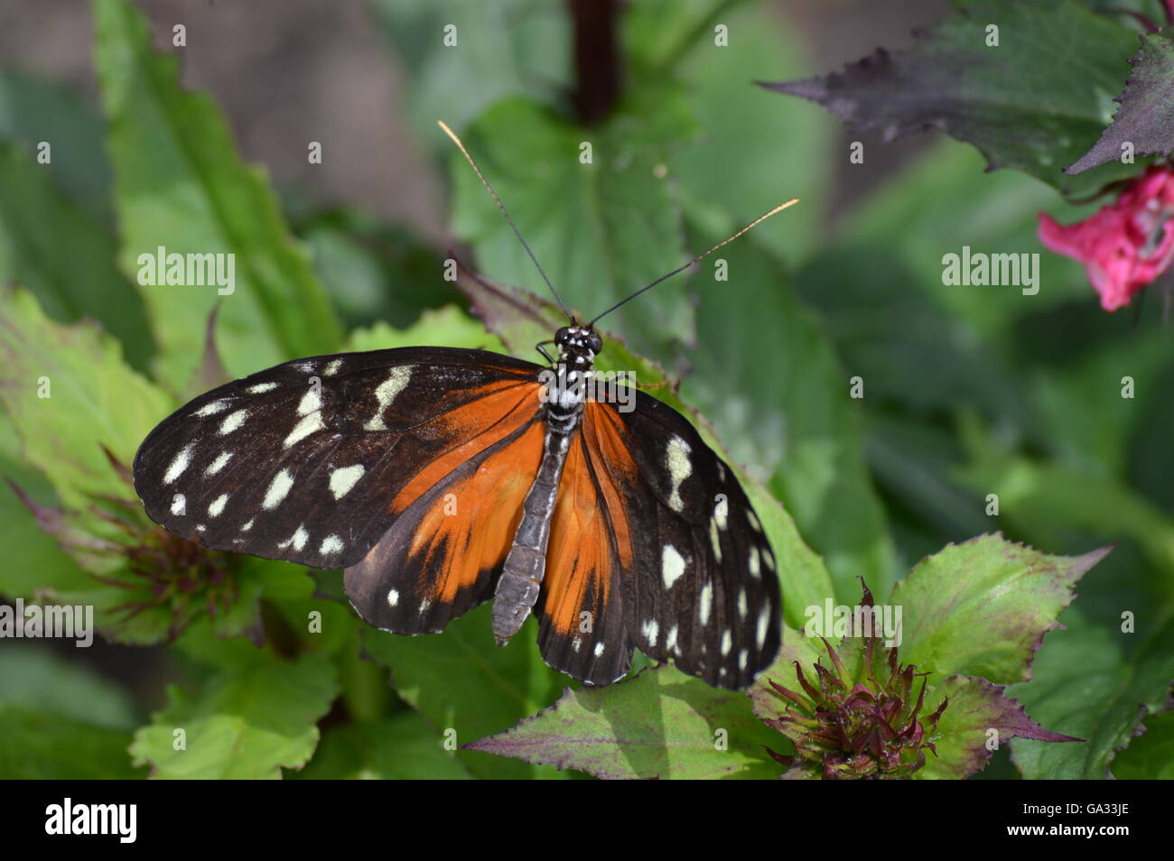 Butterfly in the garden Stock Photo - Alamy
