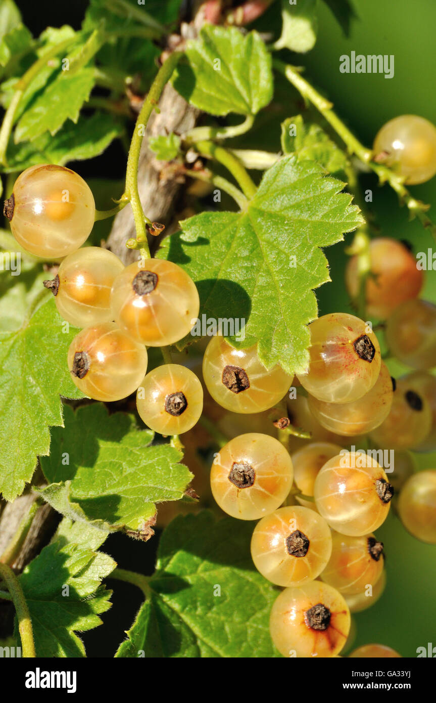 Branch of white currant with bright ripe berries Stock Photo - Alamy