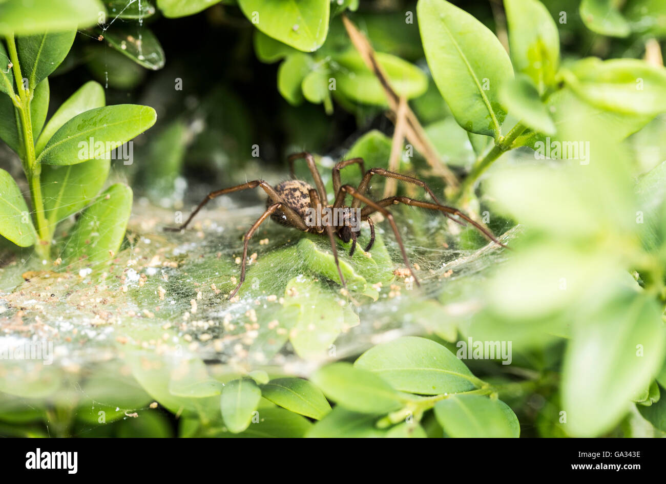A spider in the garden Stock Photo - Alamy