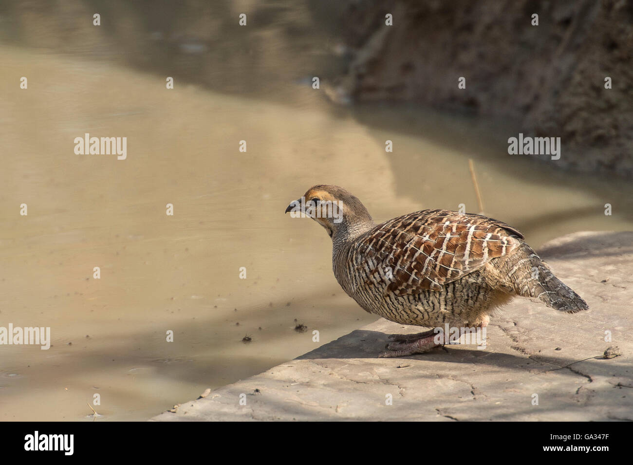 Indian animals national animal of india hi-res stock photography and ...