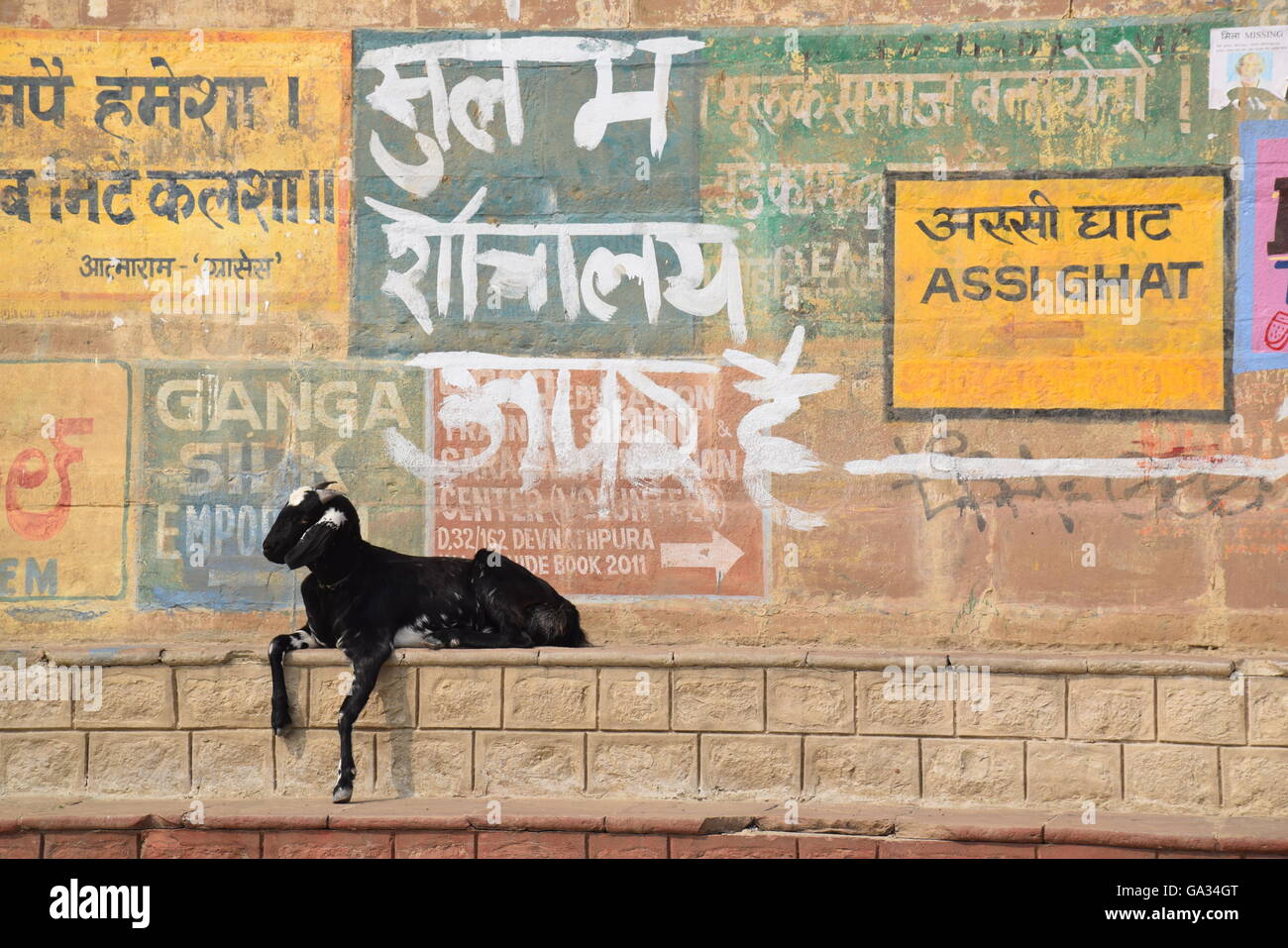 Goat resting on the steps of Assi Ghat in Varanasi (India Stock Photo ...