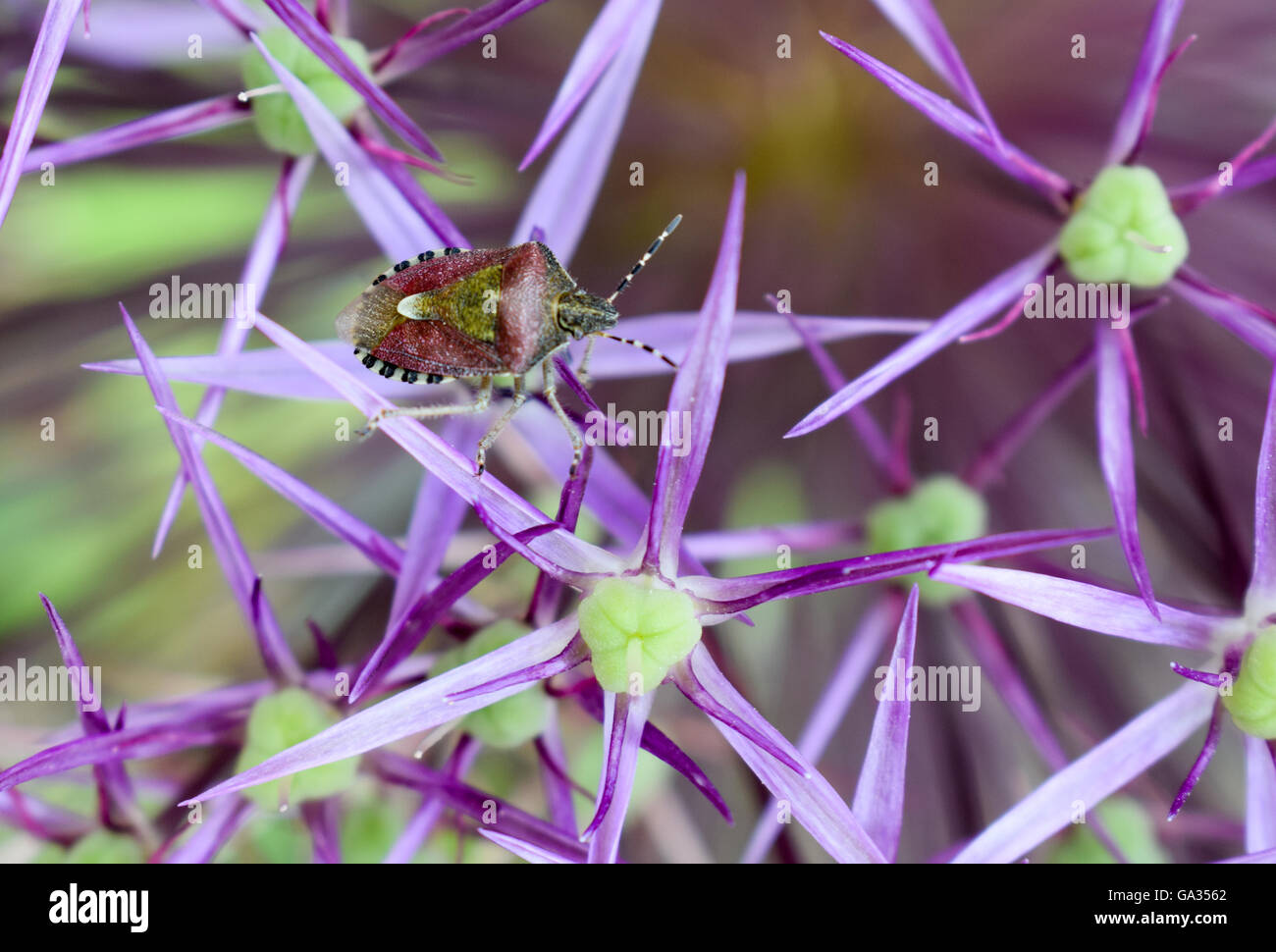 Sharp shield bugs hi-res stock photography and images - Alamy