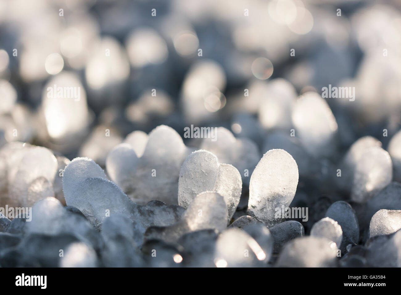 Little round icicles formed around grass leaves on the ground Stock ...