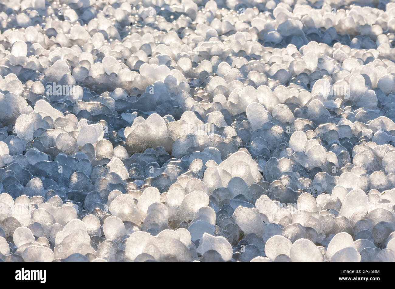 Little round icicles formed around grass leaves on the ground Stock ...
