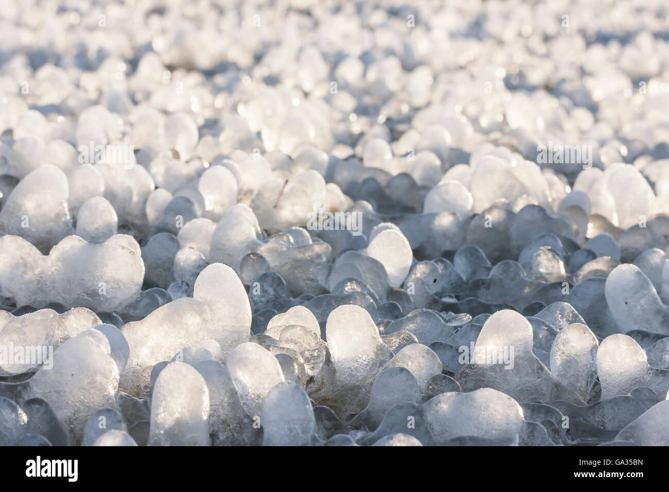 Little round icicles formed around grass leaves on the ground Stock ...