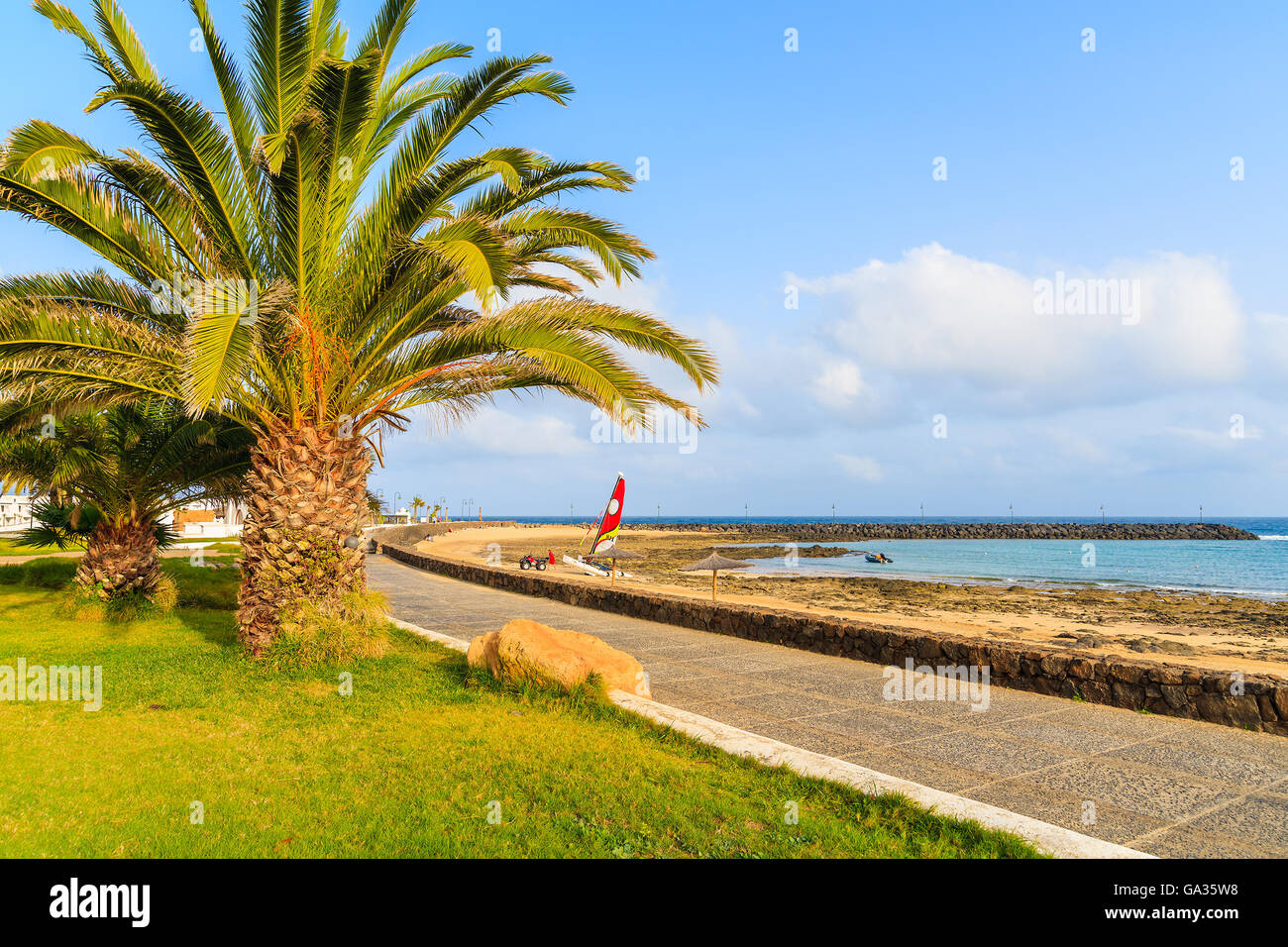 Palm tree on coastal promenade along a beach in Costa Teguise ...