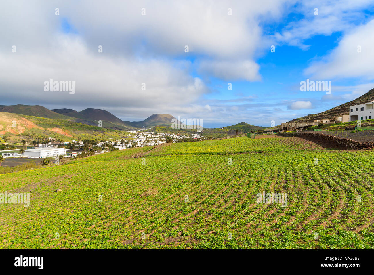Lava field flower hi-res stock photography and images - Alamy
