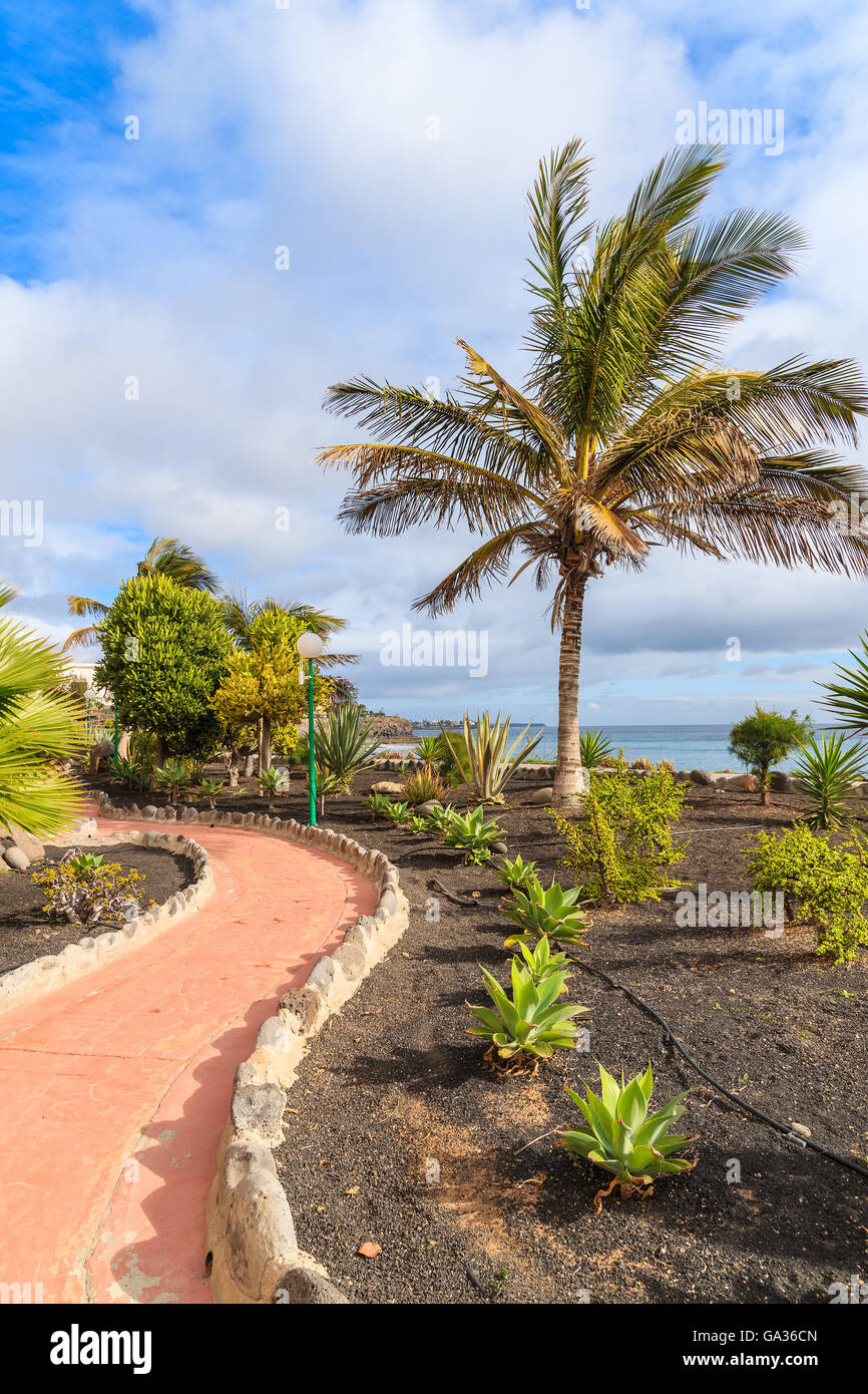 Palm tree on Playa Blanca coastal promenade, Lanzarote, Canary Islands ...