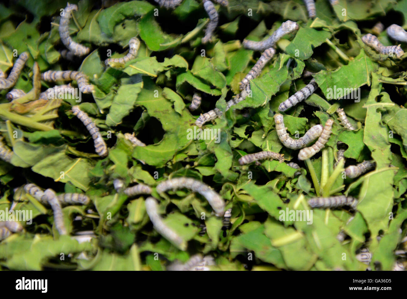 Seide produktion hi-res stock photography and images - Alamy