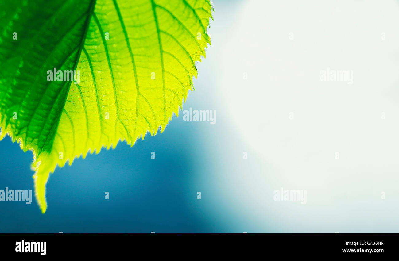 Haselnusspflanze hi-res stock photography and images - Alamy