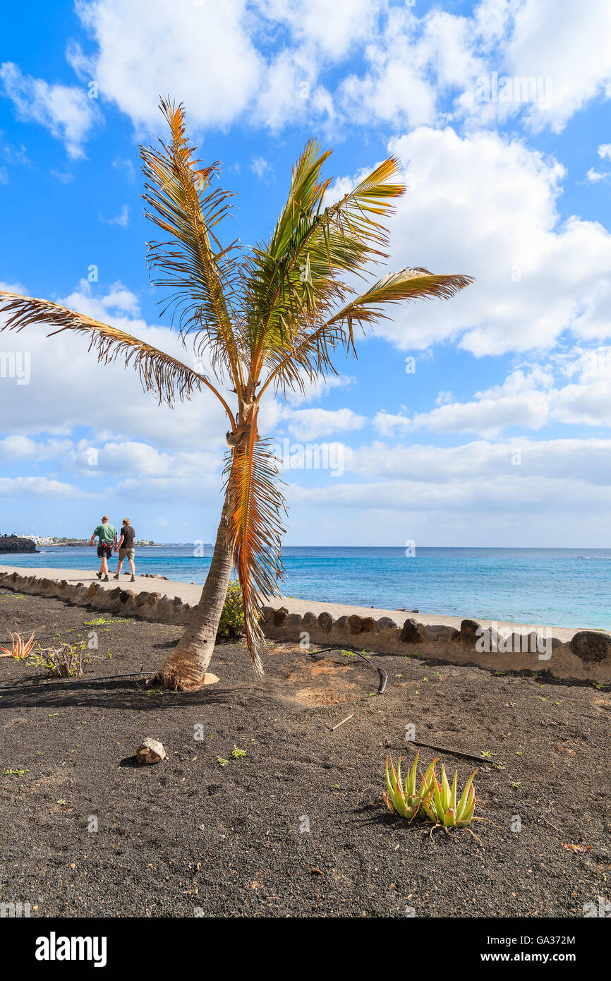 Walking palm tree hi-res stock photography and images - Alamy