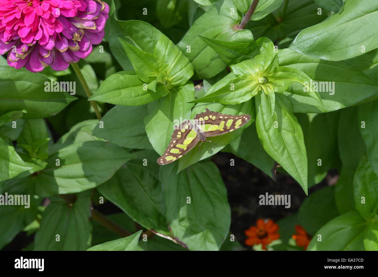 Butterfly in the garden Stock Photo - Alamy