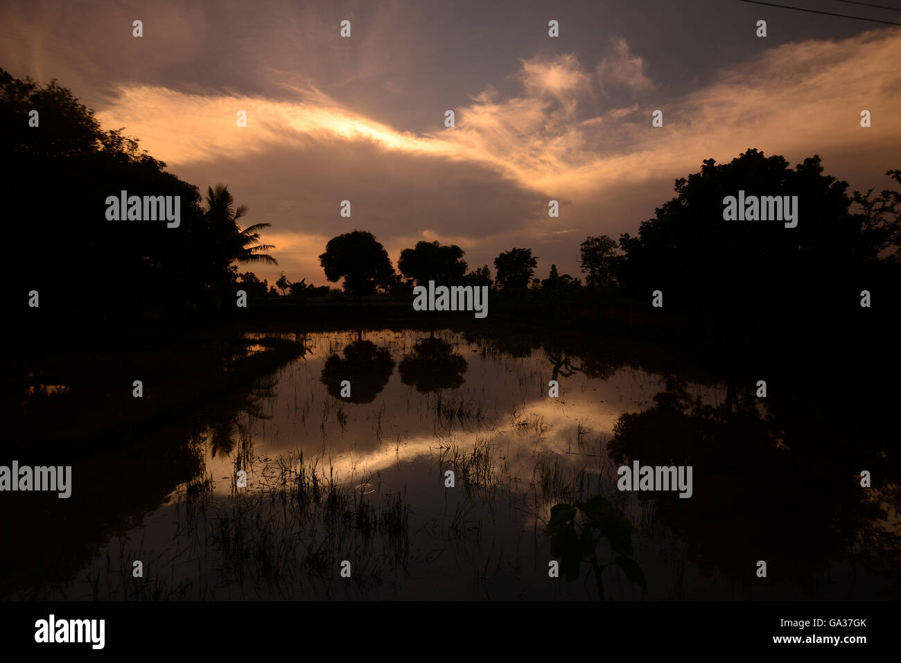 Rice fields near the city of Amnat Charoen in the Provinz Amnat Charoen ...