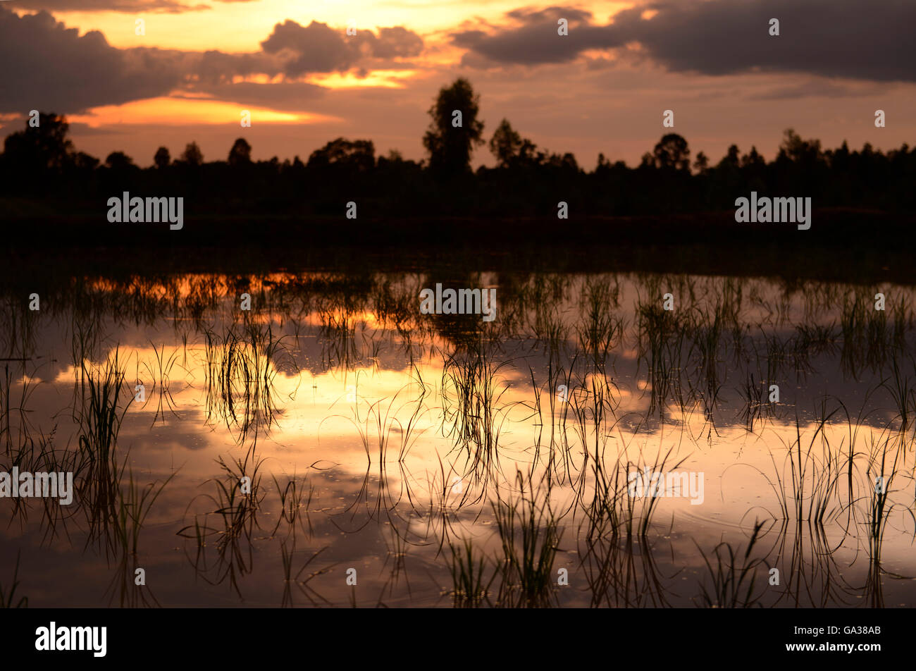 the landscape with ricefields near the city of Amnat Charoen in the ...