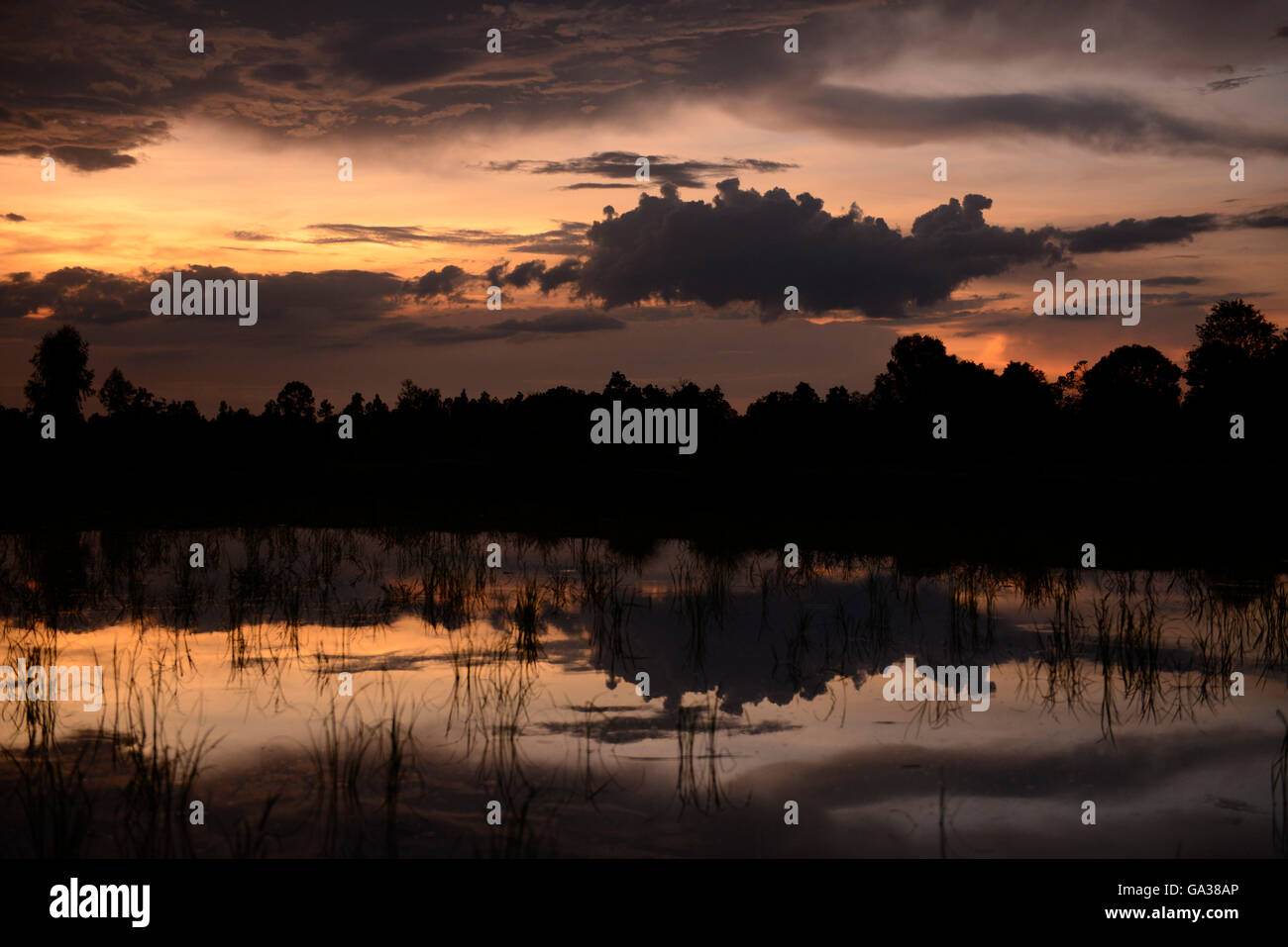 the landscape with ricefields near the city of Amnat Charoen in the ...