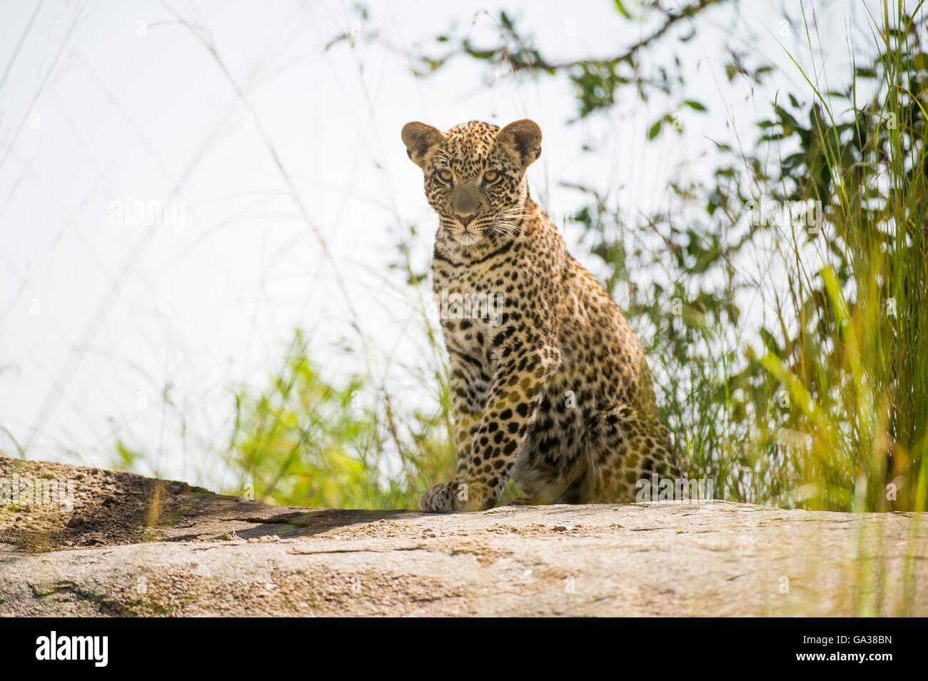 Young Leopard (Panthera pardus), Serengeti National Park, Tanzania ...