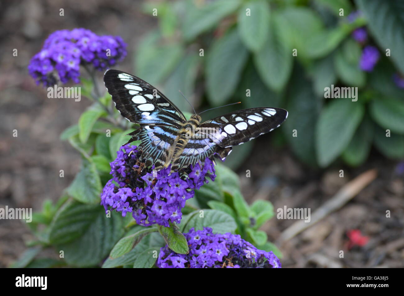 Butterfly in the garden Stock Photo - Alamy