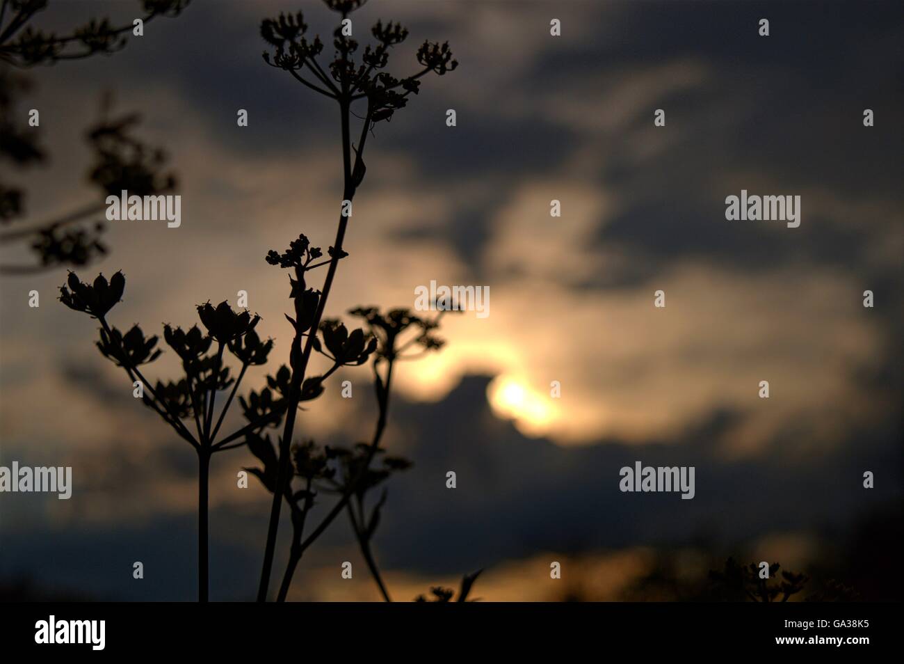 Flower and Sunset Stock Photo - Alamy