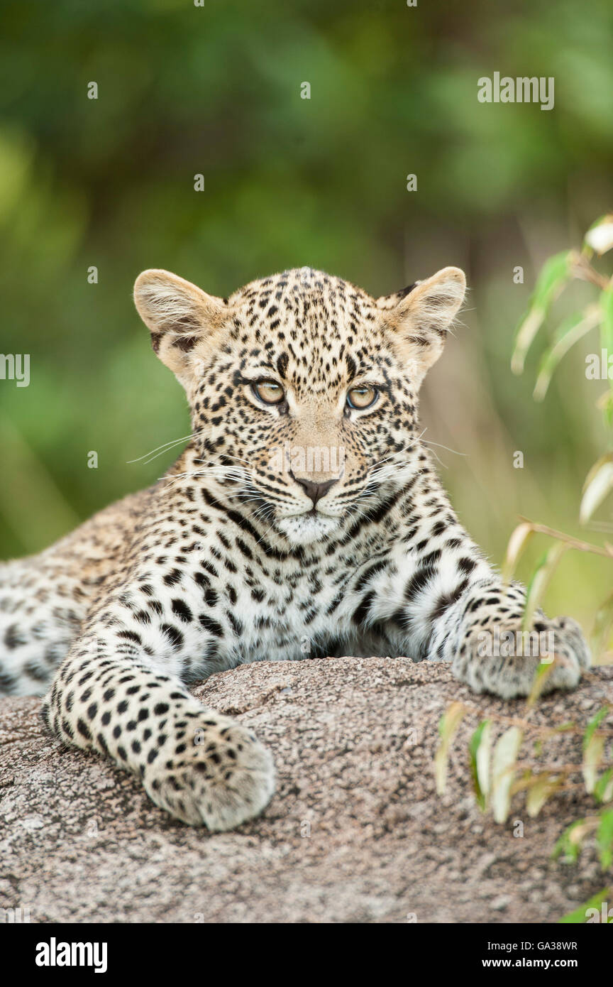 Young Leopard (Panthera pardus), Serengeti National Park, Tanzania ...