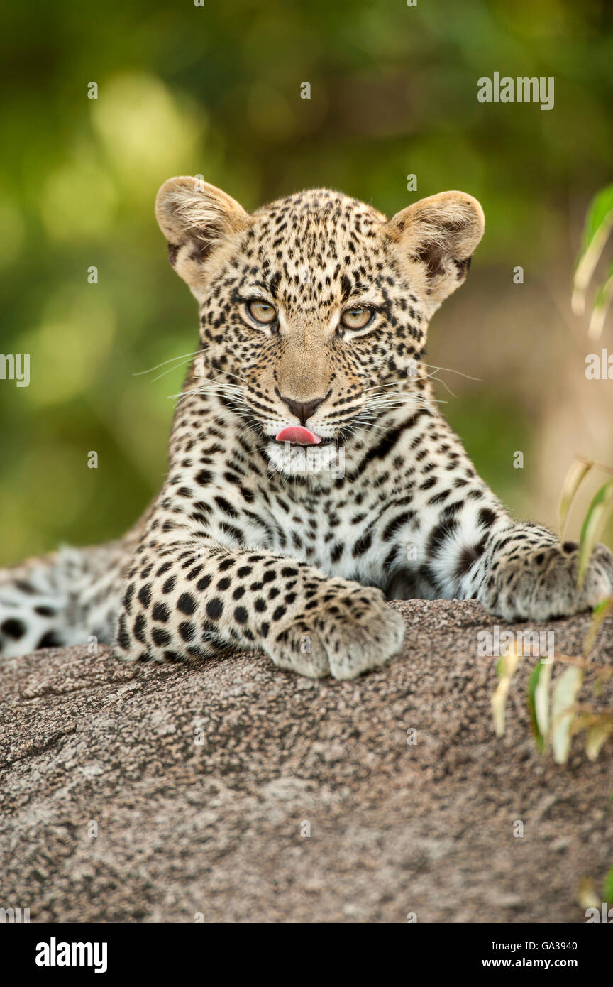 Young Leopard (Panthera pardus), Serengeti National Park, Tanzania ...