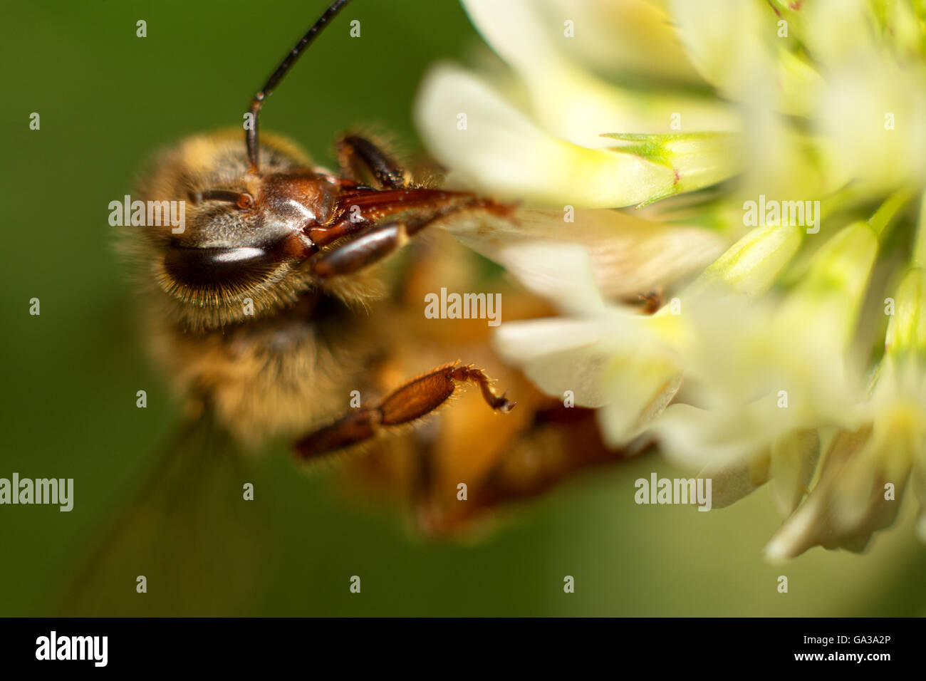 honey bee on a clover flower Stock Photo - Alamy