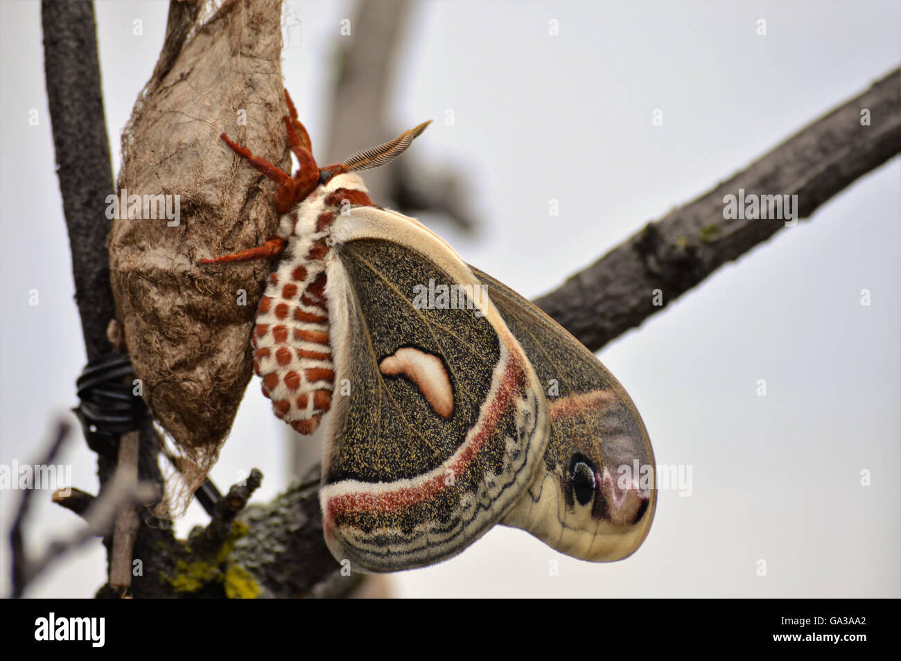 Moth in the garden Stock Photo - Alamy