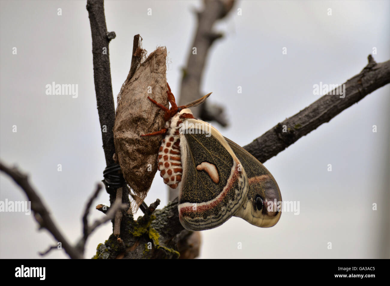 Moth in the garden Stock Photo - Alamy