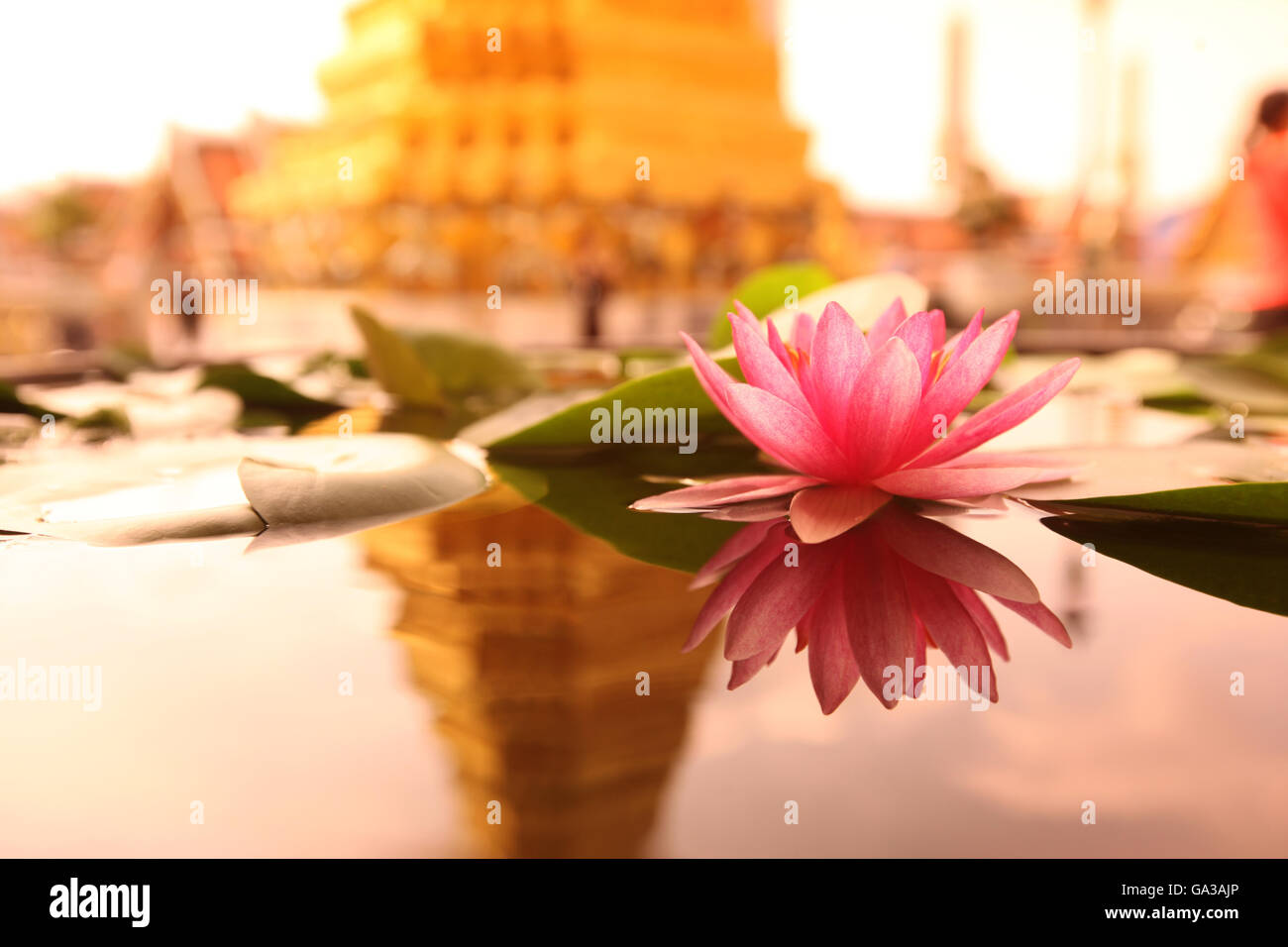 Lotus flower at wat phra kaew hi-res stock photography and images - Alamy