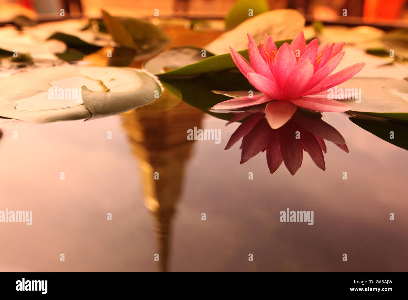 Lotus flower at wat phra kaew hi-res stock photography and images - Alamy