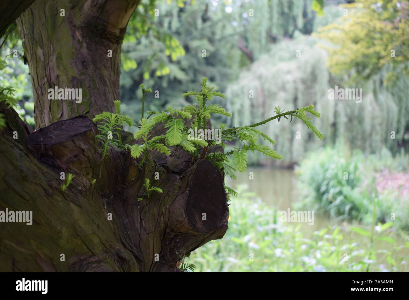New tree growth sprouting from trunk Stock Photo - Alamy