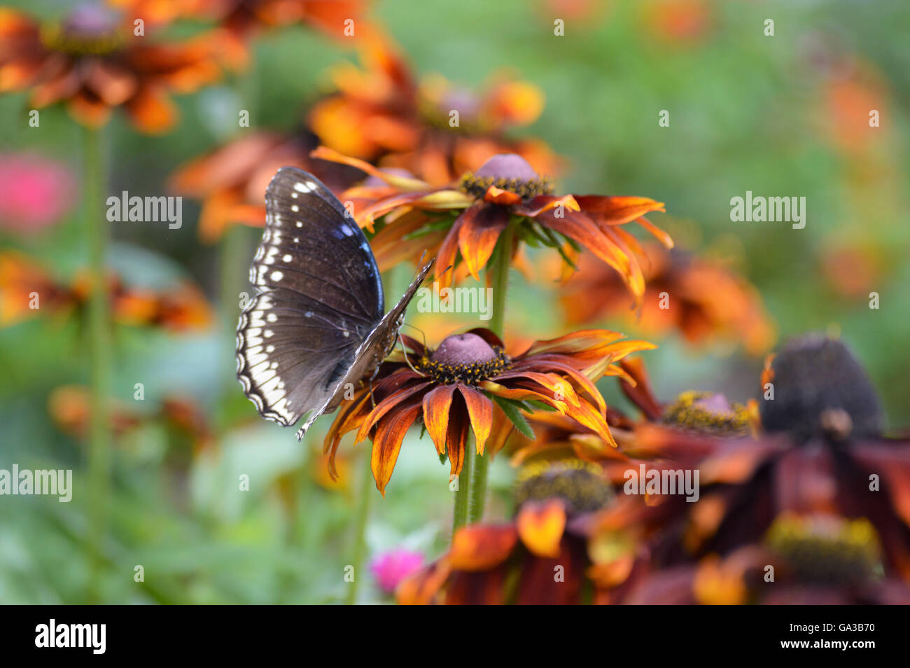 Butterfly in the garden Stock Photo - Alamy