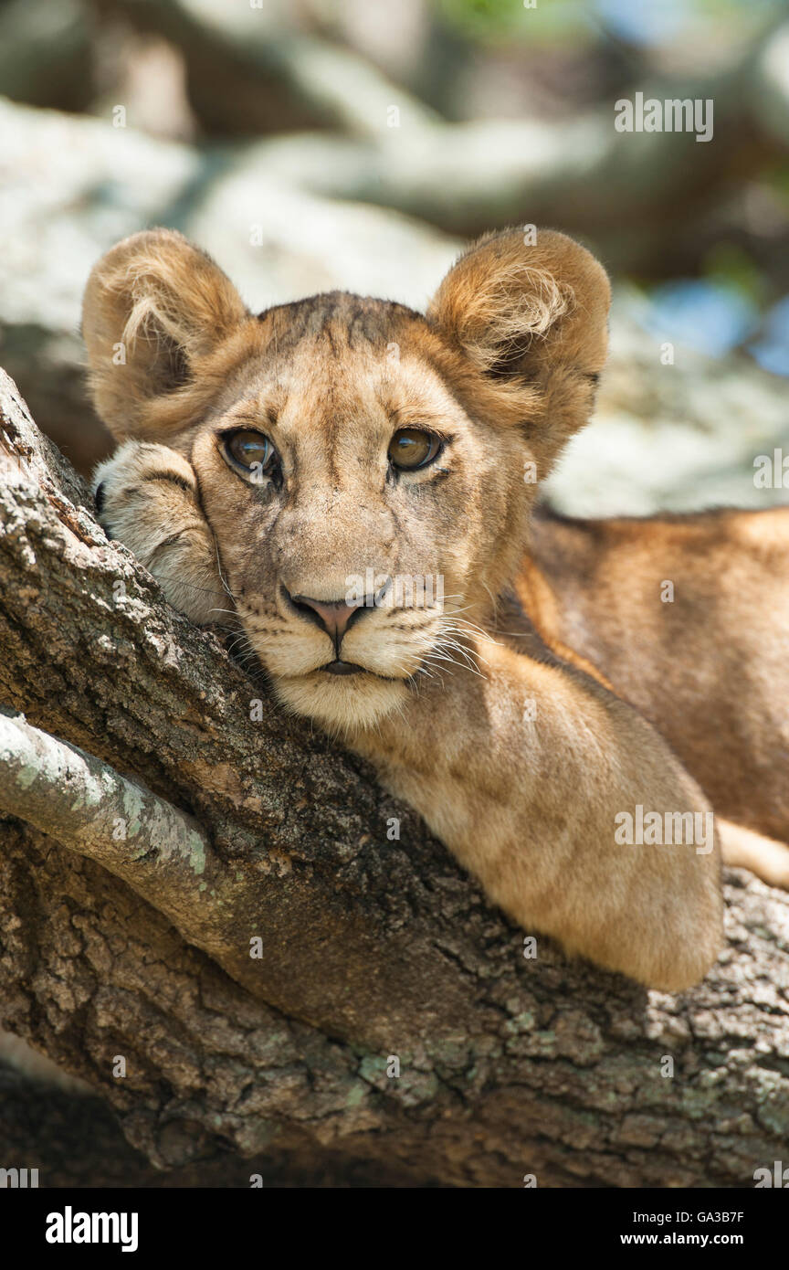Lion cub tree hi-res stock photography and images - Alamy