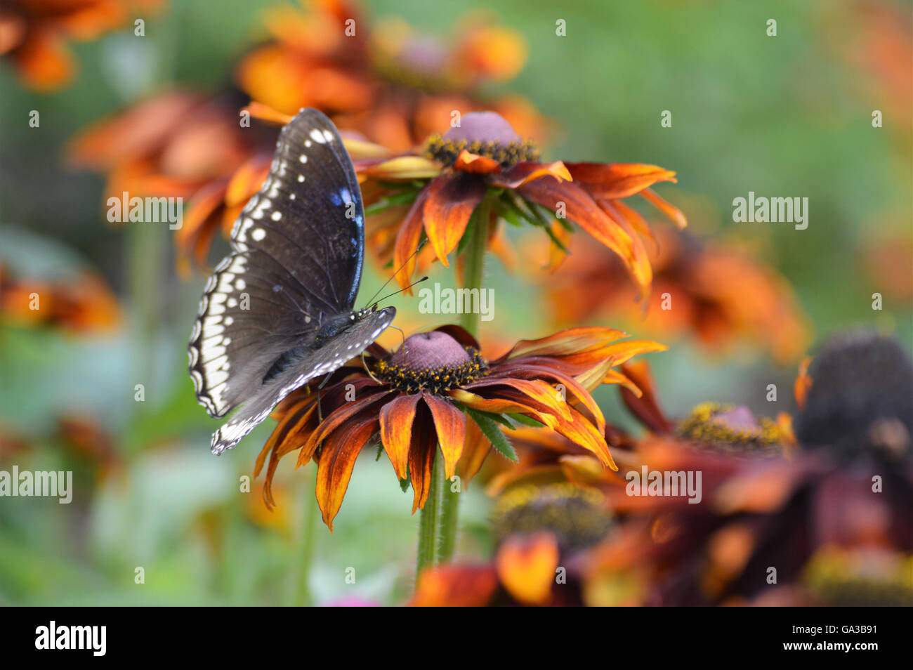 Butterfly in the garden Stock Photo - Alamy