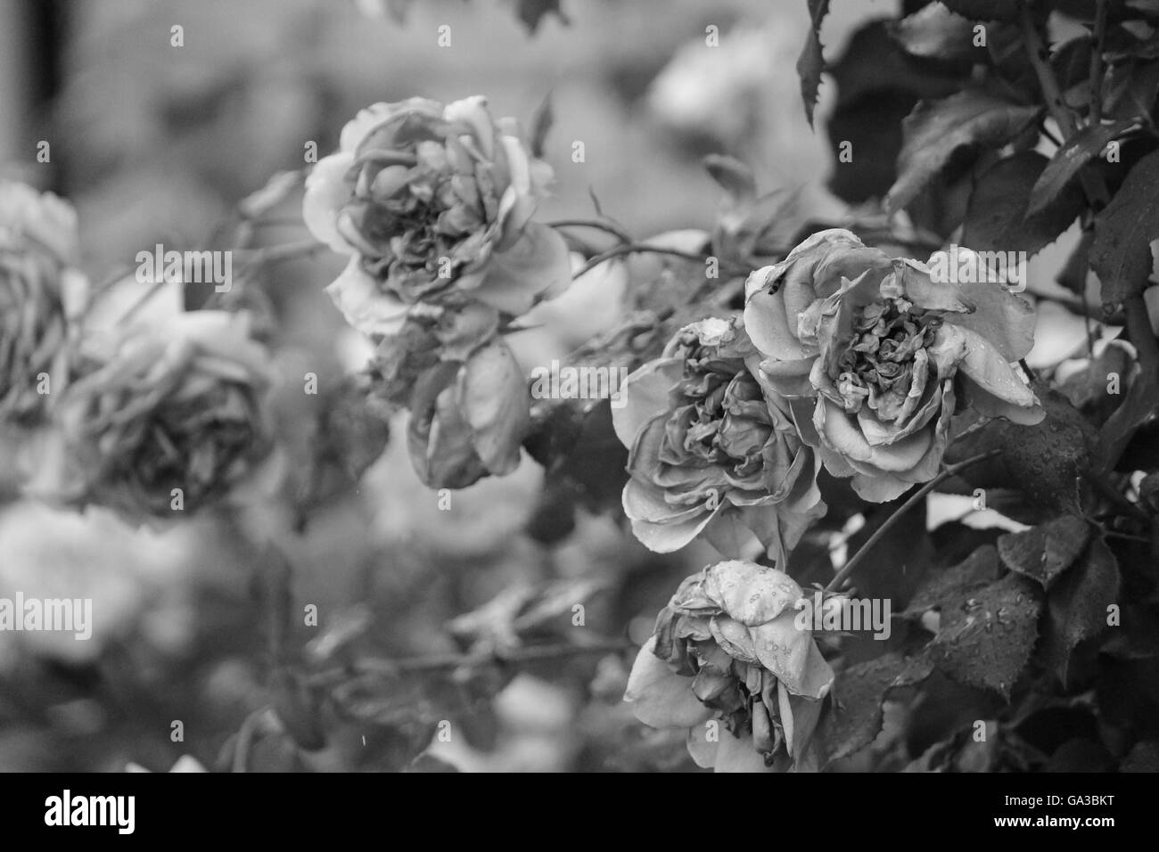 beautiful pompous bloom of French garden rose in summer day Stock Photo ...