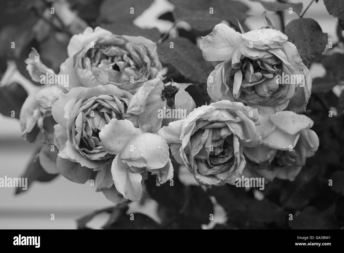 beautiful bloom bush of garden French roses in summer day Stock Photo ...