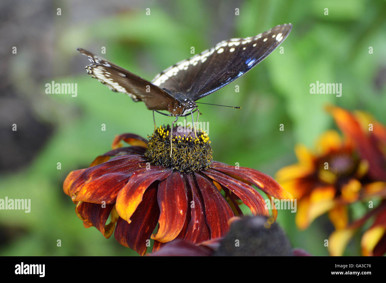 Butterfly in the garden Stock Photo - Alamy