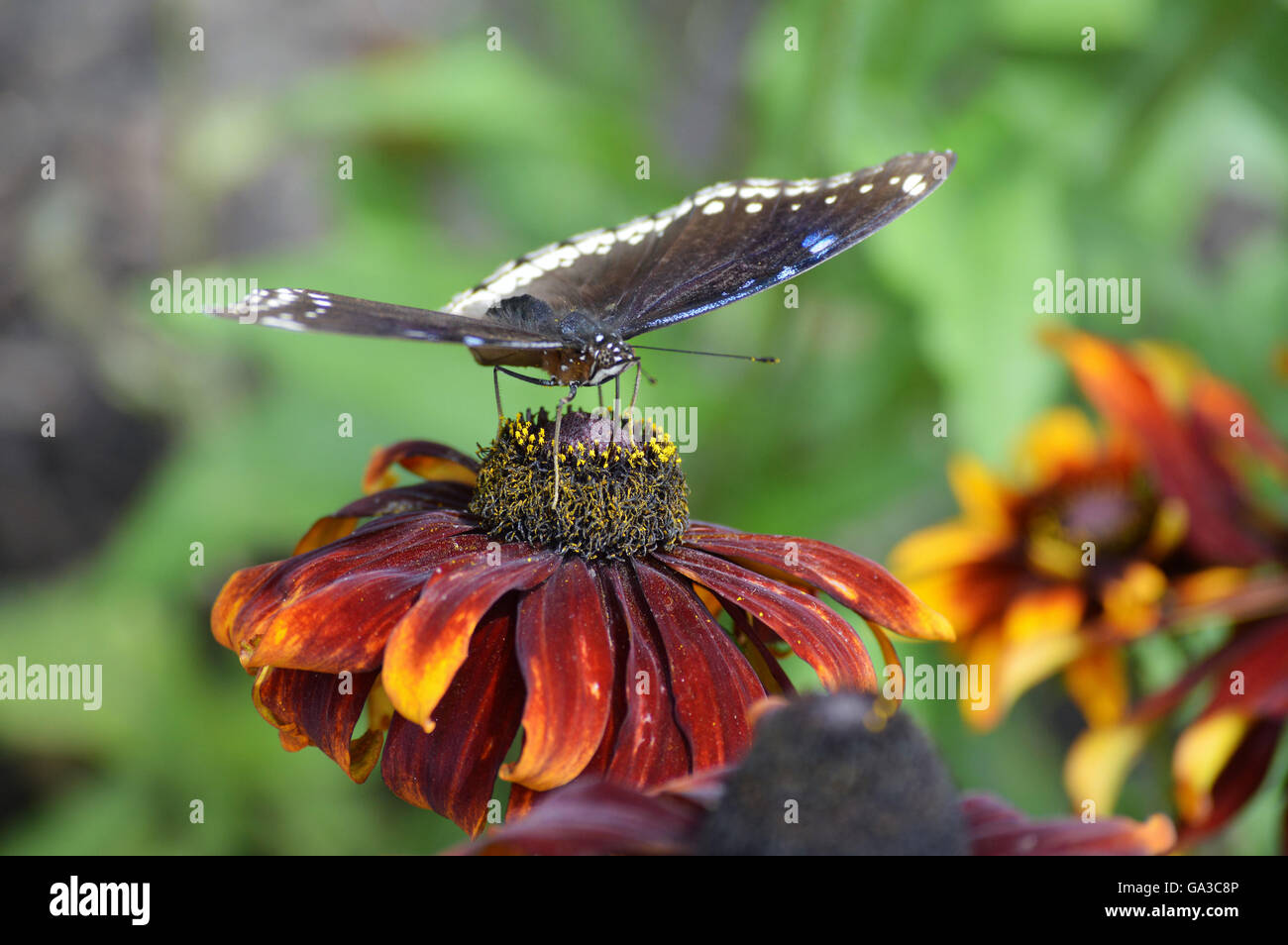 Butterfly in the garden Stock Photo - Alamy