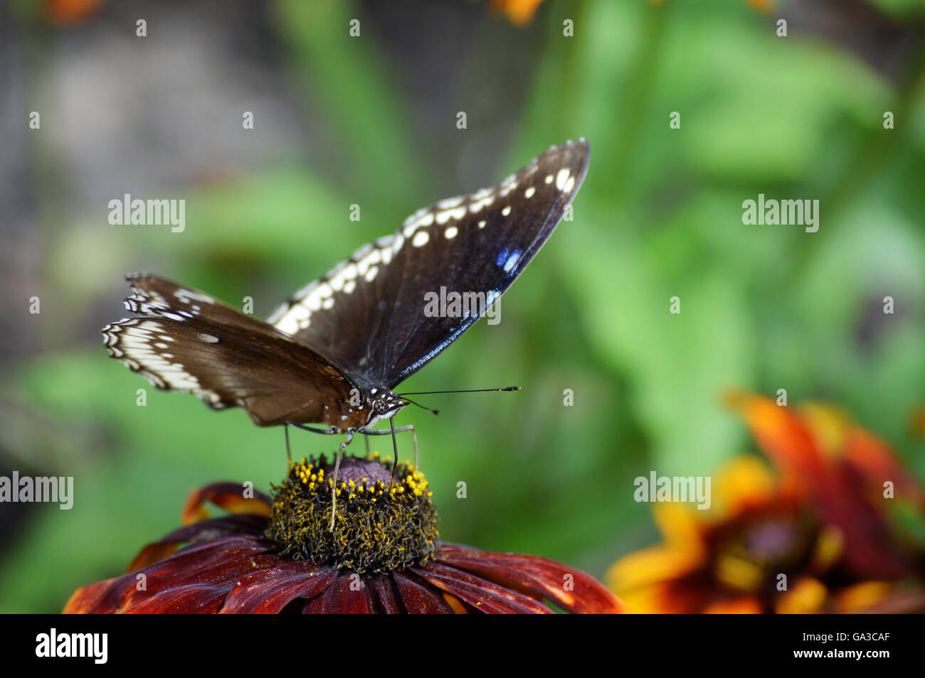 Butterfly in the garden Stock Photo - Alamy