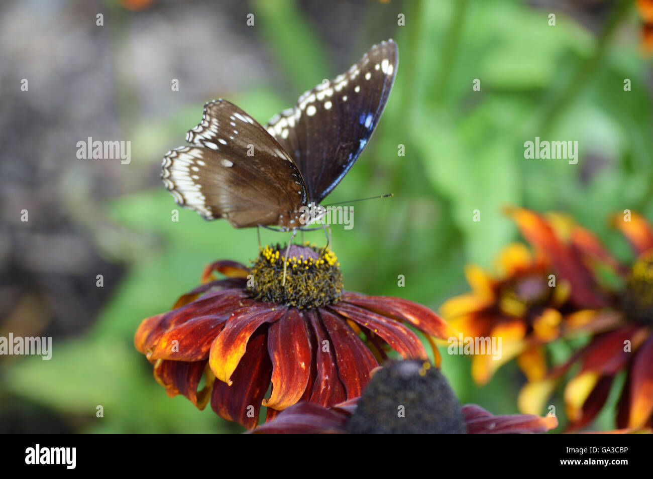 Butterfly in the garden Stock Photo - Alamy