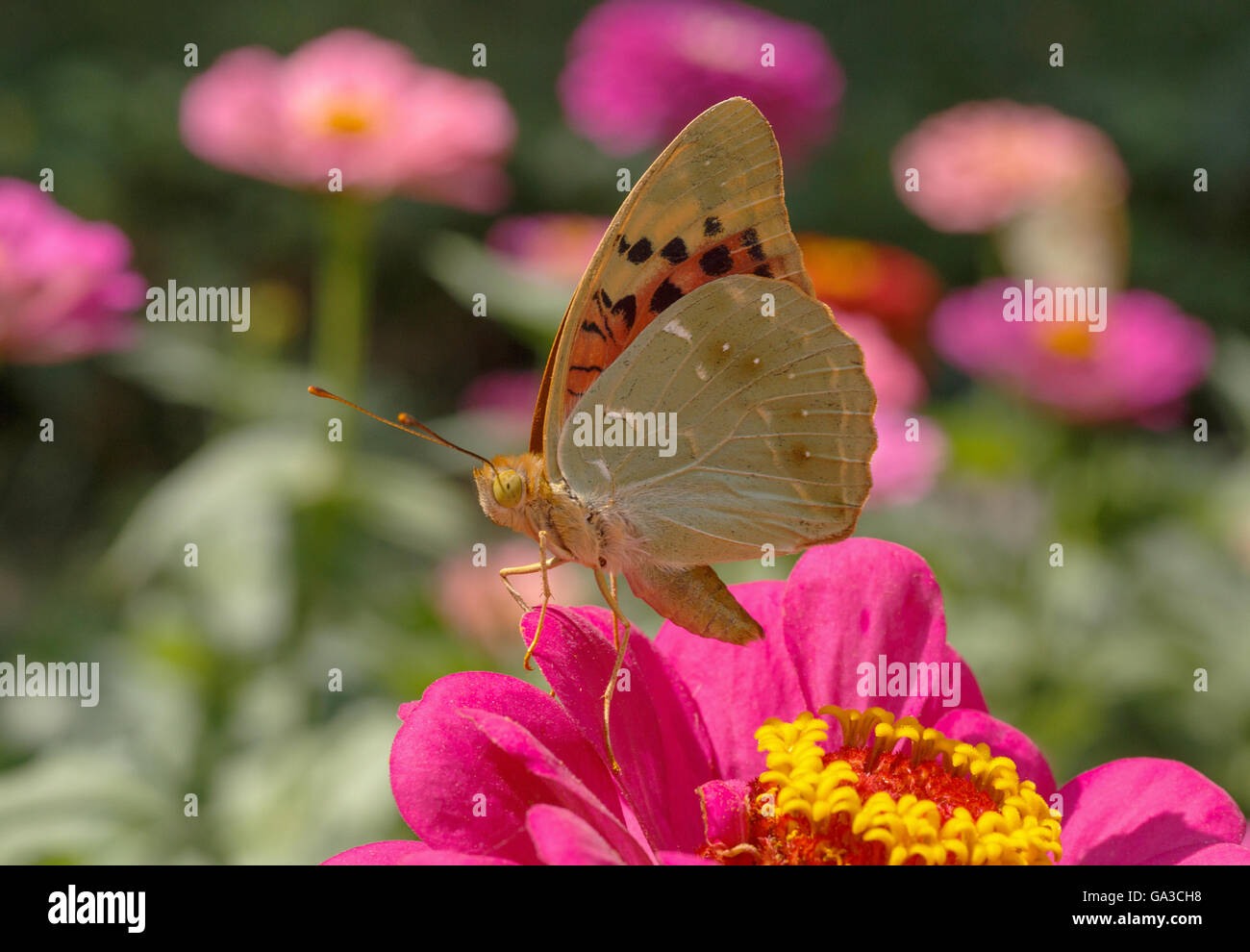 Cardinal butterfly sitting on zinnia flower Stock Photo - Alamy