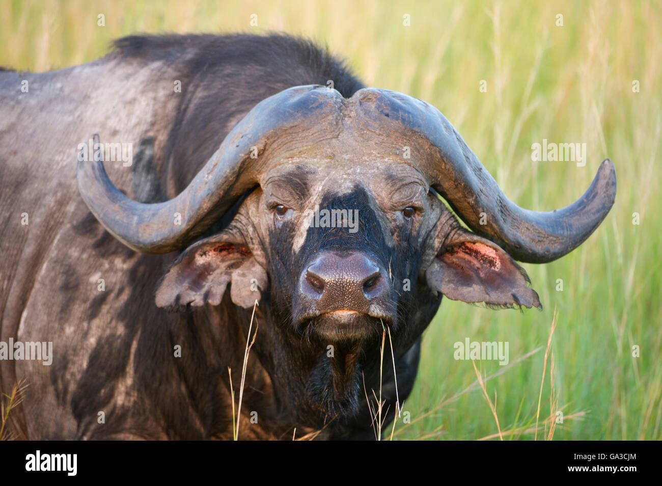 Buffalo (Syncerus caffer caffer), Serengeti National Park, Tanzania ...