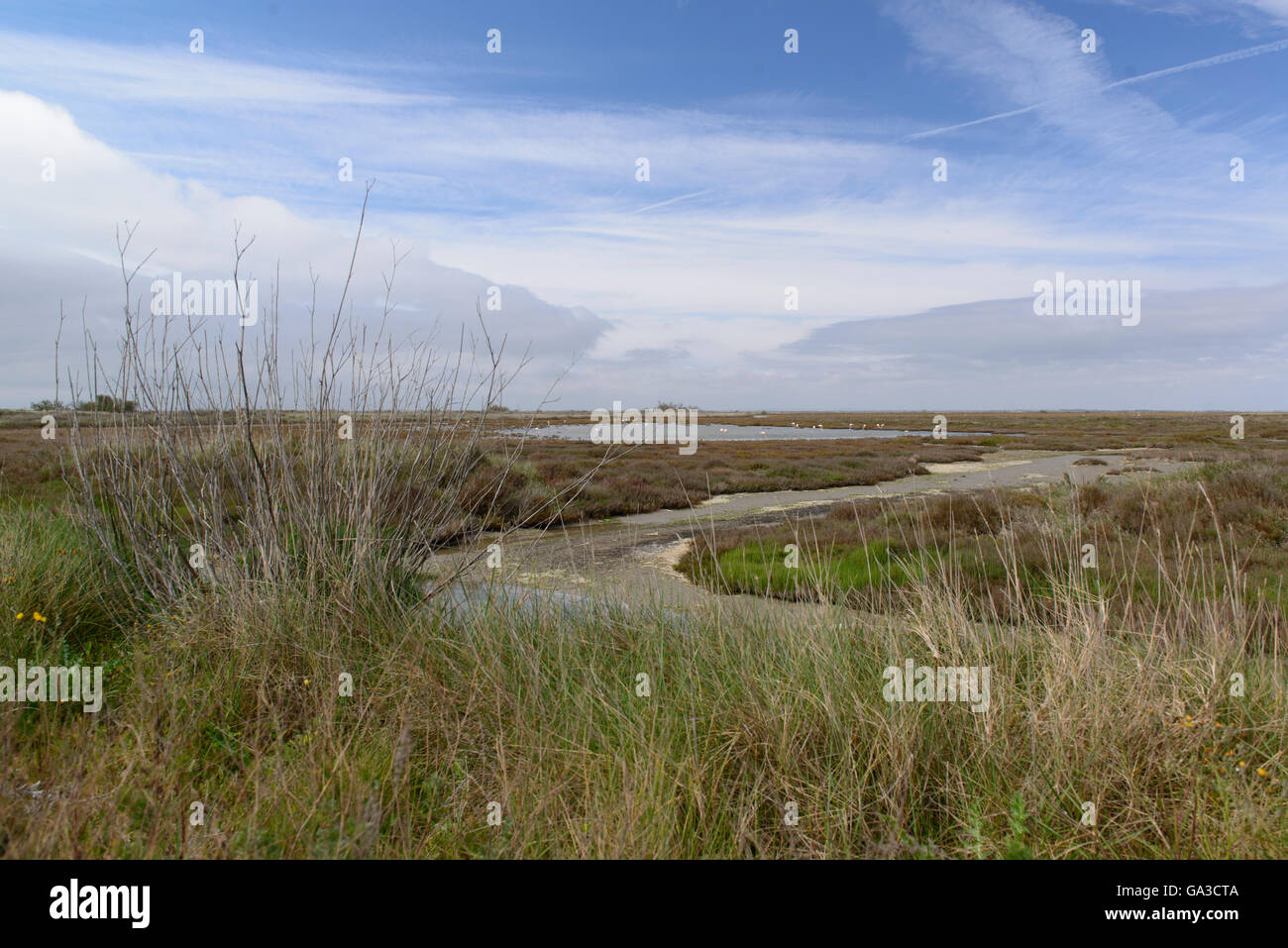 Flamingos in the wetlands of the Camargue. Provence, France Stock Photo ...