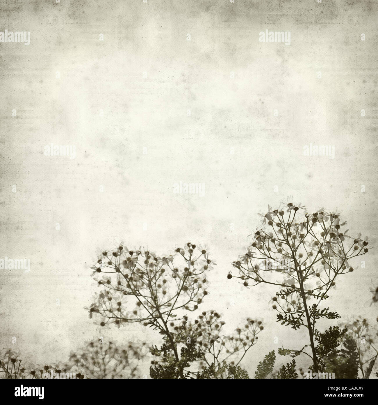 Silver leaf plant hi-res stock photography and images - Alamy