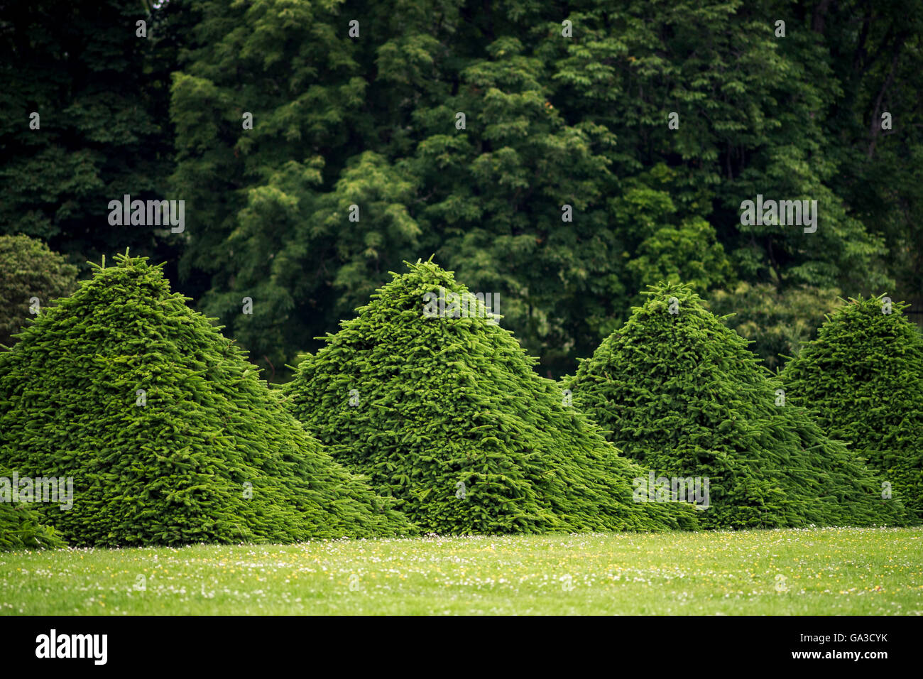 Pyramid shaped topiary of spruce in line with deciduous trees at the ...