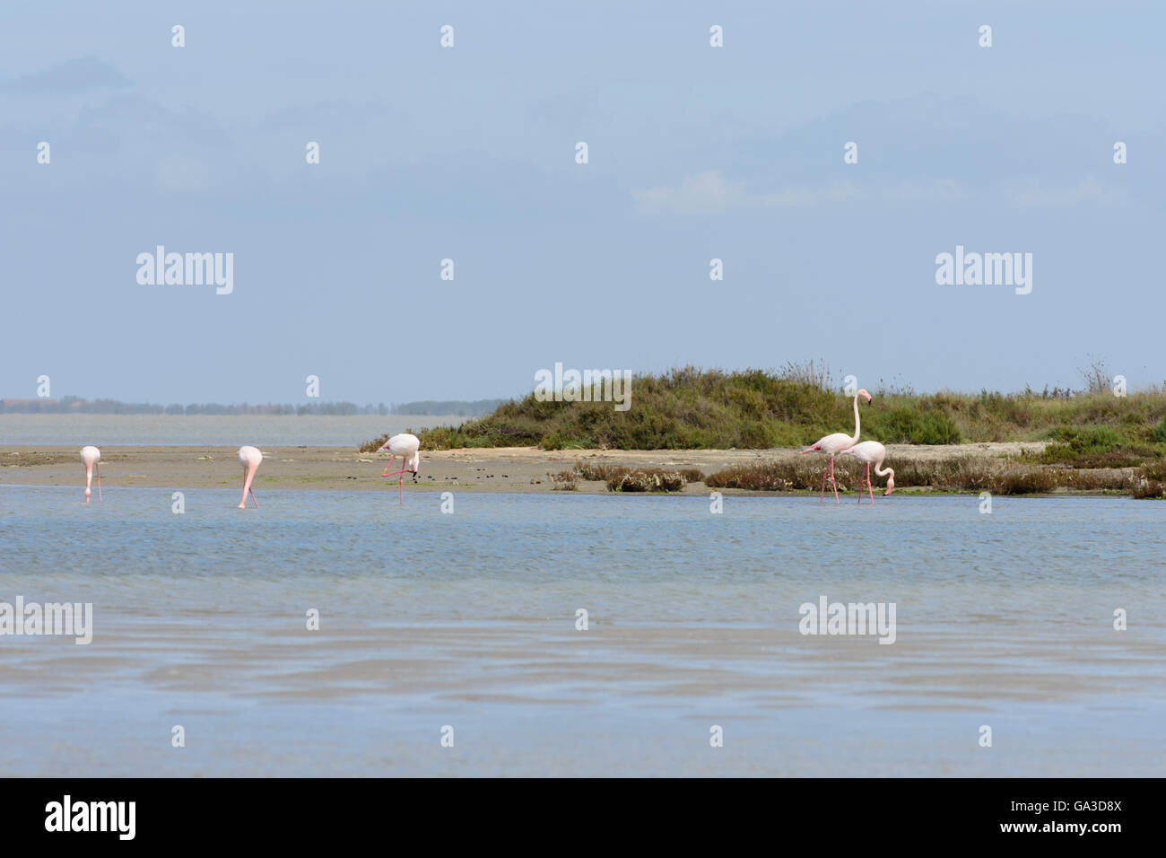 Flamingos in the wetlands of the Camargue. Provence, France Stock Photo ...