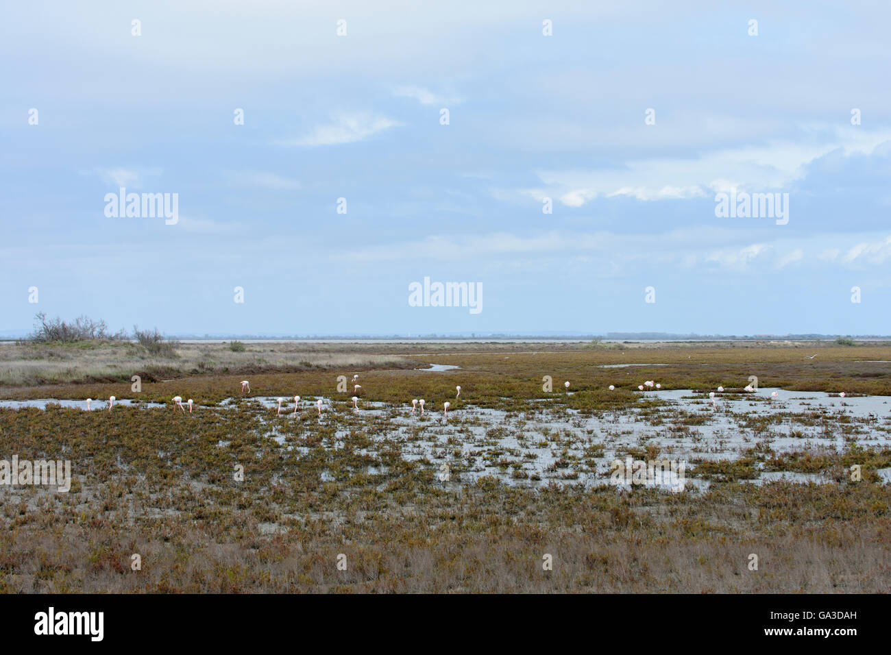 Flamingos in the wetlands of the Camargue. Provence, France Stock Photo ...