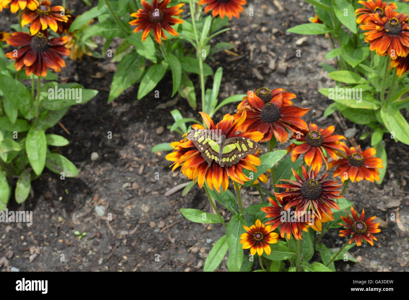 Butterfly in the garden Stock Photo - Alamy